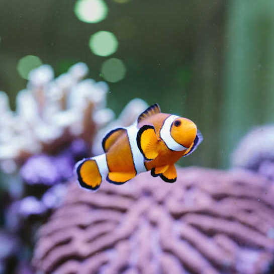 Dentist in Sydney CBD, Pyrmont & Martin Place - Award Winning